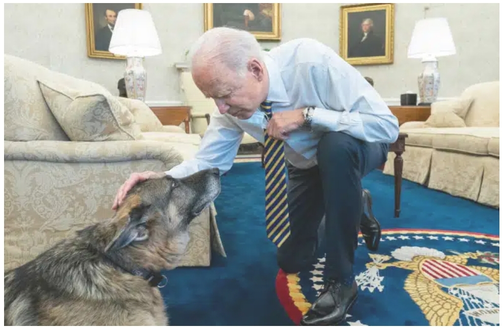 The Bidens, who described Champ as their “adoring” German Shepherd ...